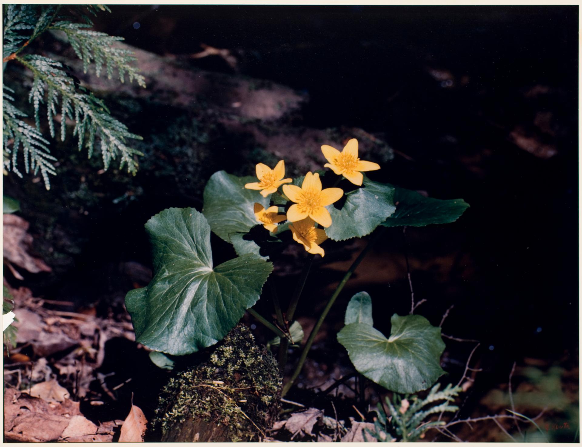 Marsh Marigold | Objects | George Eastman Museum