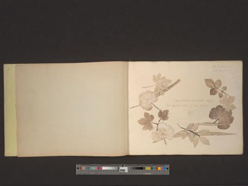 John Wheeley Gough Gutch | People | George Eastman Museum